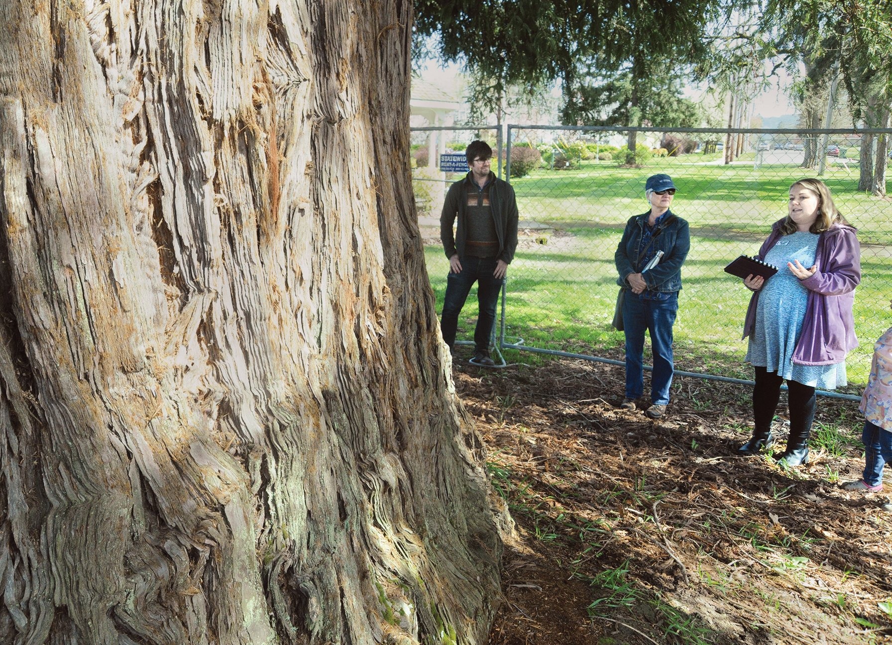 Saying goodbye to a redwood giant: Newberg residents gather ahead of ...